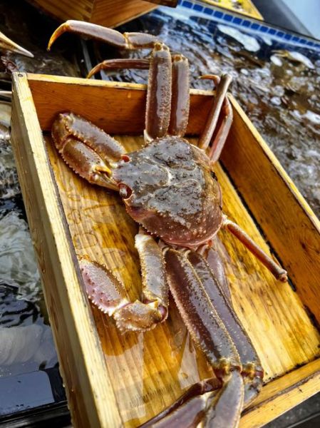 螃蟹吃什么食物长得大_螃蟹吃什么长得快-第1张图片-山城妙识