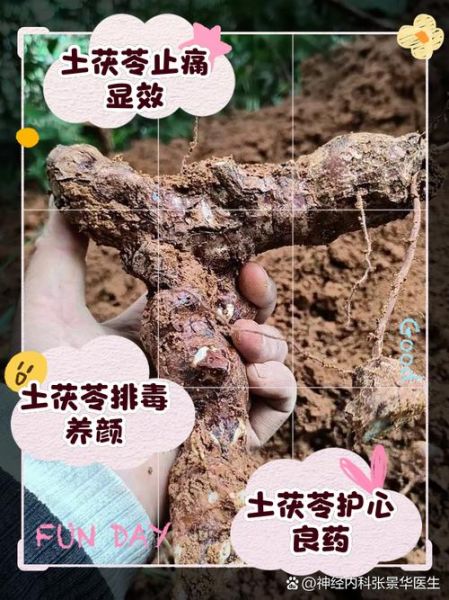 土茯苓的功效与作用_土茯苓能治疗哪些病-第1张图片-山城妙识