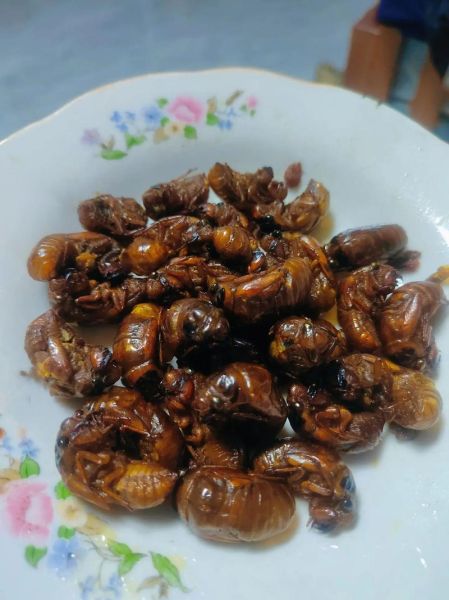 油炸知了猴能吃吗_砒霜含量真相-第2张图片-山城妙识 油炸知了猴能吃吗_砒霜含量真相-第2张图片-山城妙识