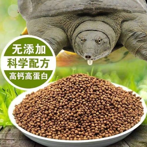 甲鱼苗吃什么_甲鱼苗饲料怎么选-第2张图片-山城妙识