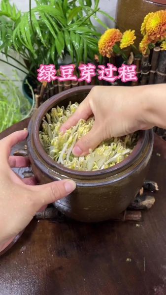 冬天绿豆芽怎么发_冬天绿豆芽发芽慢怎么办-第2张图片-山城妙识 冬天绿豆芽怎么发_冬天绿豆芽发芽慢怎么办-第2张图片-山城妙识