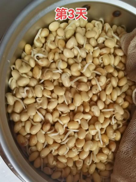 冬天绿豆芽怎么发_冬天绿豆芽发芽慢怎么办-第3张图片-山城妙识 冬天绿豆芽怎么发_冬天绿豆芽发芽慢怎么办-第3张图片-山城妙识