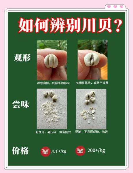 川贝长什么样子_川贝真假辨别方法-第1张图片-山城妙识 川贝长什么样子_川贝真假辨别方法-第1张图片-山城妙识