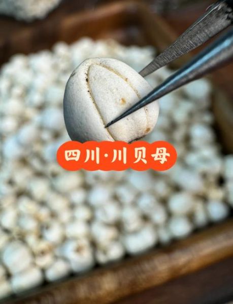 川贝长什么样子_川贝真假辨别方法-第3张图片-山城妙识 川贝长什么样子_川贝真假辨别方法-第3张图片-山城妙识