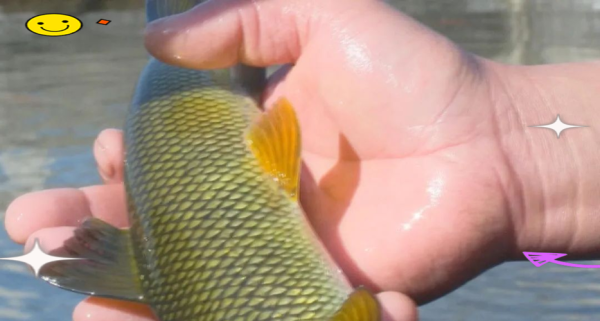 赤鳞鱼图片_赤鳞鱼长什么样-第3张图片-山城妙识 赤鳞鱼图片_赤鳞鱼长什么样-第3张图片-山城妙识