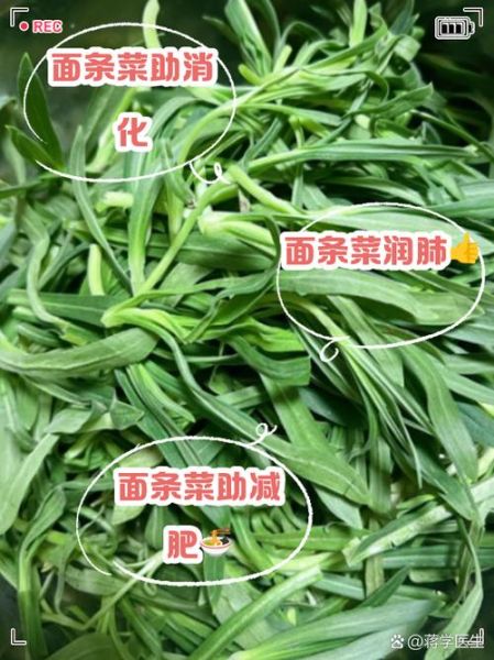 面条菜什么人不能吃_面条菜禁忌人群有哪些-第2张图片-山城妙识