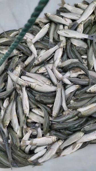 草鱼价格2021年多少钱一斤_2021年草鱼行情怎么样-第2张图片-山城妙识