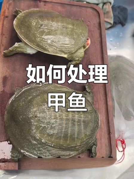 甲鱼怎么杀_甲鱼怎么处理干净-第3张图片-山城妙识