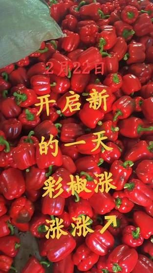 辣椒价格最新行情2021_辣椒为何突然涨价-第2张图片-山城妙识 辣椒价格最新行情2021_辣椒为何突然涨价-第2张图片-山城妙识