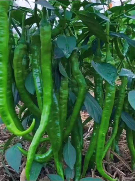 辣椒价格最新行情2021_辣椒为何突然涨价-第1张图片-山城妙识 辣椒价格最新行情2021_辣椒为何突然涨价-第1张图片-山城妙识