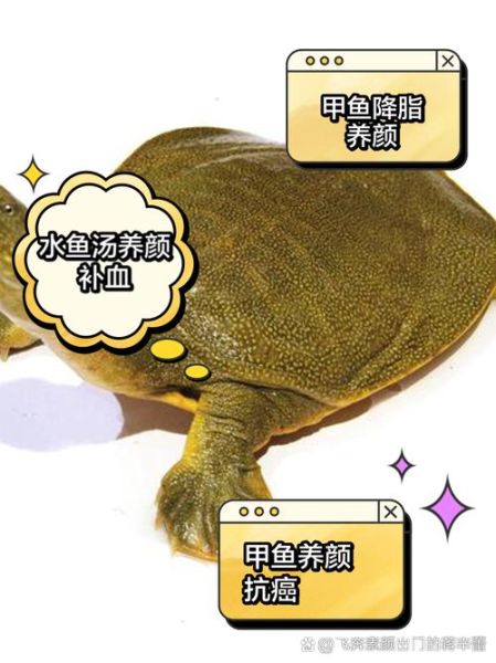 大水鱼图片_如何区分真假-第3张图片-山城妙识