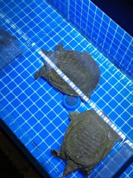 大水鱼图片_如何区分真假-第2张图片-山城妙识