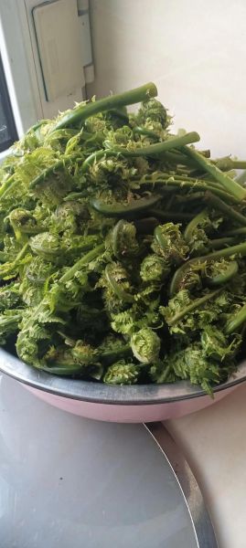 东北山野菜图片大全_哪些能放心吃-第2张图片-山城妙识