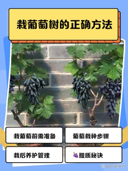 树葡萄怎么种_树葡萄种植方法-第1张图片-山城妙识 树葡萄怎么种_树葡萄种植方法-第1张图片-山城妙识