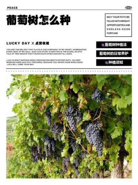 树葡萄怎么种_树葡萄种植方法-第3张图片-山城妙识 树葡萄怎么种_树葡萄种植方法-第3张图片-山城妙识