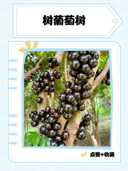 树葡萄怎么种_树葡萄种植方法-第2张图片-山城妙识 树葡萄怎么种_树葡萄种植方法-第2张图片-山城妙识