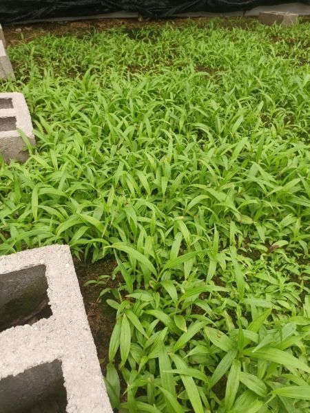 白芨苗图片长什么样_如何辨别真假白芨苗-第3张图片-山城妙识