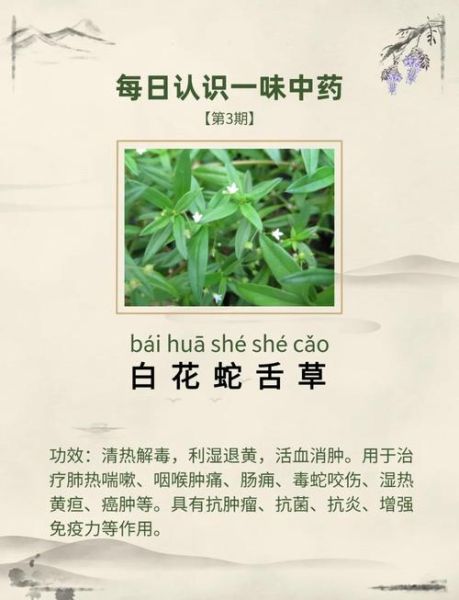 白花蛇草水的功效与作用及禁忌_白花蛇草水可以天天喝吗-第1张图片-山城妙识 白花蛇草水的功效与作用及禁忌_白花蛇草水可以天天喝吗-第1张图片-山城妙识