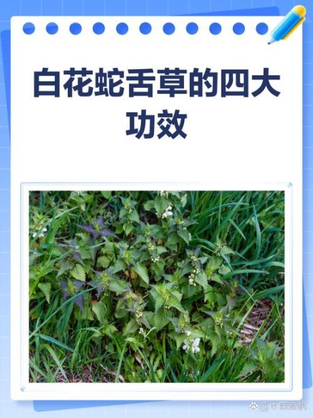 白花蛇草水的功效与作用及禁忌_白花蛇草水可以天天喝吗-第2张图片-山城妙识 白花蛇草水的功效与作用及禁忌_白花蛇草水可以天天喝吗-第2张图片-山城妙识