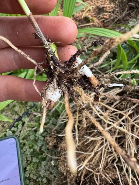 白芨苗图片长什么样_如何辨别真假白芨苗-第1张图片-山城妙识