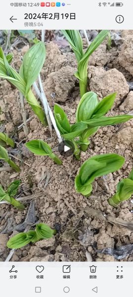 白芨苗图片长什么样_如何辨别真假白芨苗-第2张图片-山城妙识