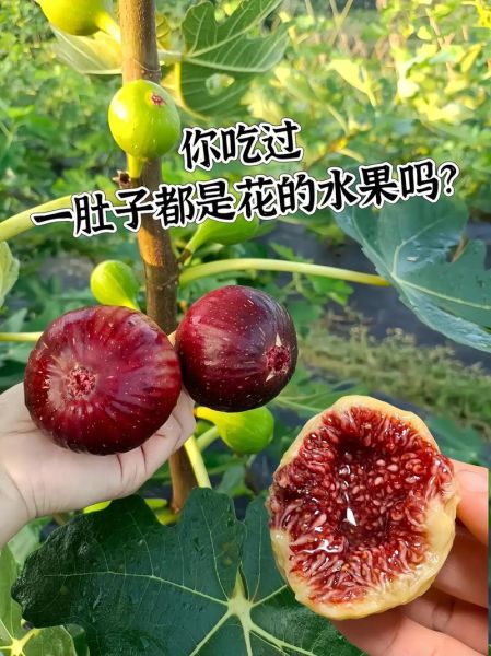 无花果怎么吃_无花果怎么吃视频教程-第2张图片-山城妙识