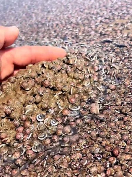 海边捡螺哪些不能吃_有毒螺类识别-第1张图片-山城妙识