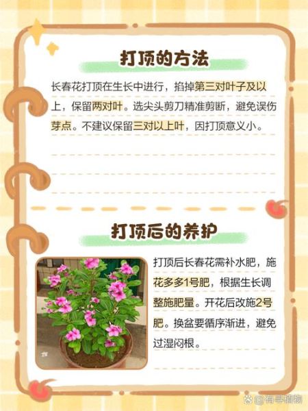 长春花怎么修剪_长春花修剪后多久开花-第1张图片-山城妙识