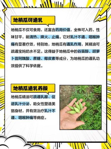 梢瓜是什么_梢瓜怎么吃最好-第1张图片-山城妙识 梢瓜是什么_梢瓜怎么吃最好-第1张图片-山城妙识