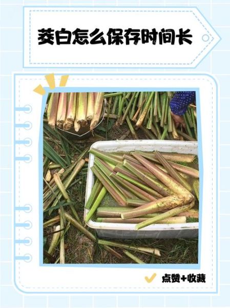 茭白怎么挑选_茭白怎么保存-第1张图片-山城妙识 茭白怎么挑选_茭白怎么保存-第1张图片-山城妙识
