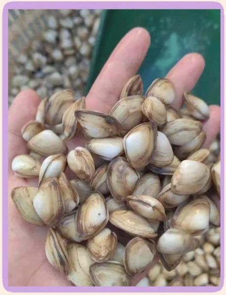 海瓜子怎么快速吐沙_海瓜子吐沙最快的方法-第2张图片-山城妙识 海瓜子怎么快速吐沙_海瓜子吐沙最快的方法-第2张图片-山城妙识