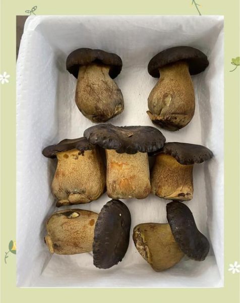 黑牛肝菌多少钱一斤_黑牛肝菌价格行情-第3张图片-山城妙识