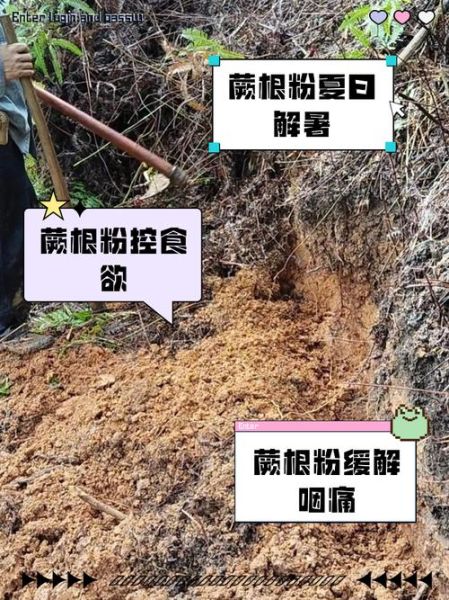 蕨根粉吃了会得癌症吗_蕨根粉致癌是真的吗-第1张图片-山城妙识