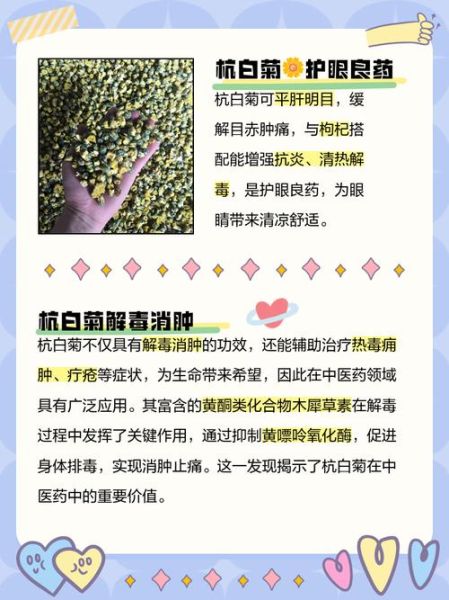 杭菊花有什么功效_杭菊花的作用与禁忌-第3张图片-山城妙识 杭菊花有什么功效_杭菊花的作用与禁忌-第3张图片-山城妙识