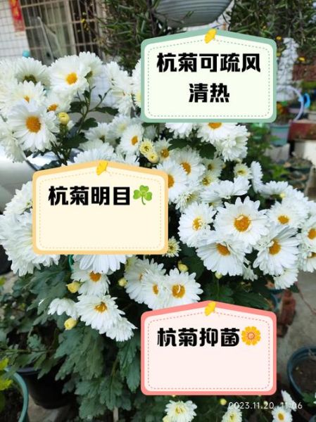 杭菊花有什么功效_杭菊花的作用与禁忌-第2张图片-山城妙识 杭菊花有什么功效_杭菊花的作用与禁忌-第2张图片-山城妙识