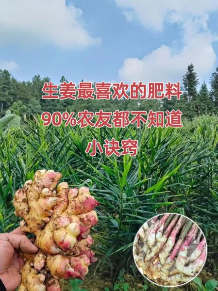 生姜怎么种_生姜种植技术大全-第2张图片-山城妙识