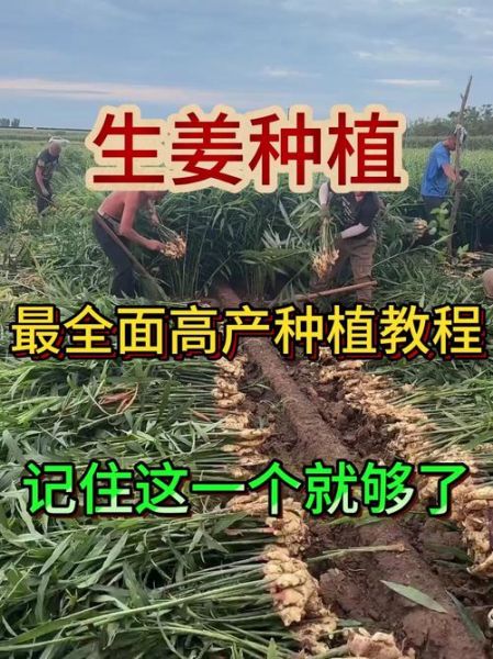 生姜怎么种_生姜种植技术大全-第1张图片-山城妙识