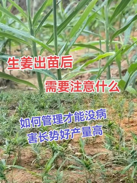生姜怎么种_生姜种植技术大全-第3张图片-山城妙识