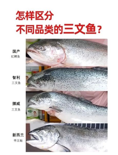 三文鱼生吃安全吗_如何挑选新鲜三文鱼-第1张图片-山城妙识 三文鱼生吃安全吗_如何挑选新鲜三文鱼-第1张图片-山城妙识