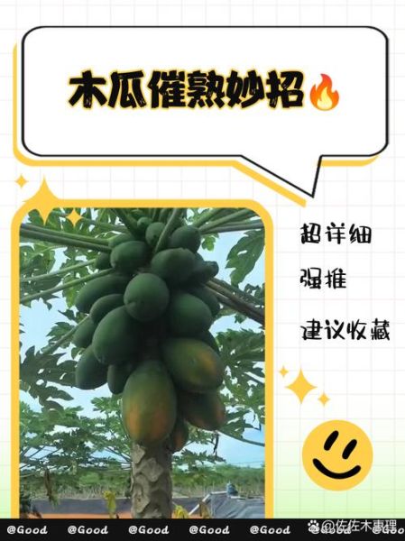 木瓜放屋里多久能闻到香味_木瓜香味能持续多久-第3张图片-山城妙识