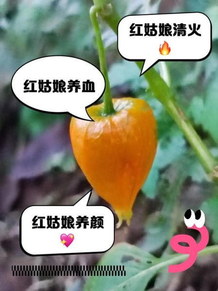 红姑娘的功效与作用_红姑娘怎么吃最好-第2张图片-山城妙识