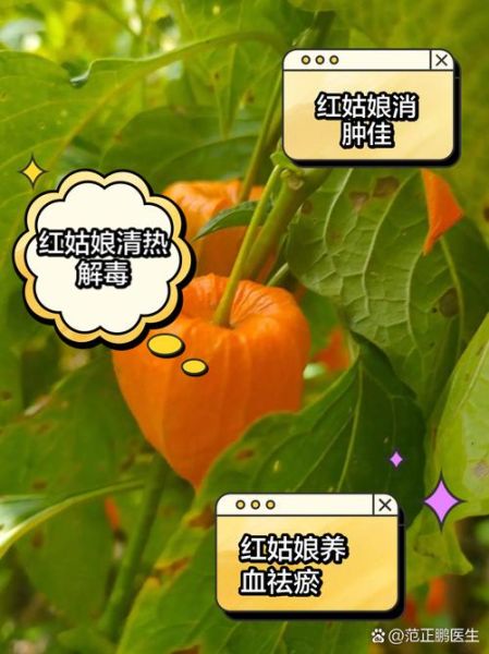 红姑娘的功效与作用_红姑娘怎么吃最好-第3张图片-山城妙识