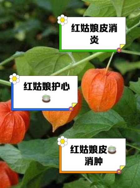 红姑娘泡水喝有什么功效_红姑娘泡水喝的禁忌-第2张图片-山城妙识