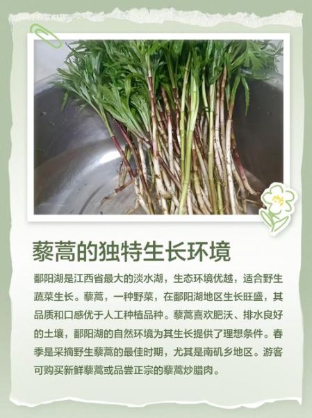 藜蒿和芦蒿的区别_哪个更好吃-第2张图片-山城妙识