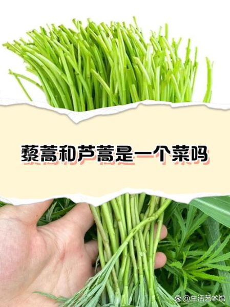 藜蒿和芦蒿的区别_哪个更好吃-第3张图片-山城妙识