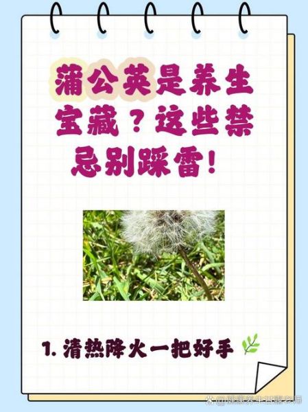 蒲公英的功效与禁忌_什么人不能吃蒲公英-第3张图片-山城妙识 蒲公英的功效与禁忌_什么人不能吃蒲公英-第3张图片-山城妙识