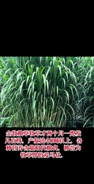 什么牧草产量最高_高产牧草品种推荐-第2张图片-山城妙识
