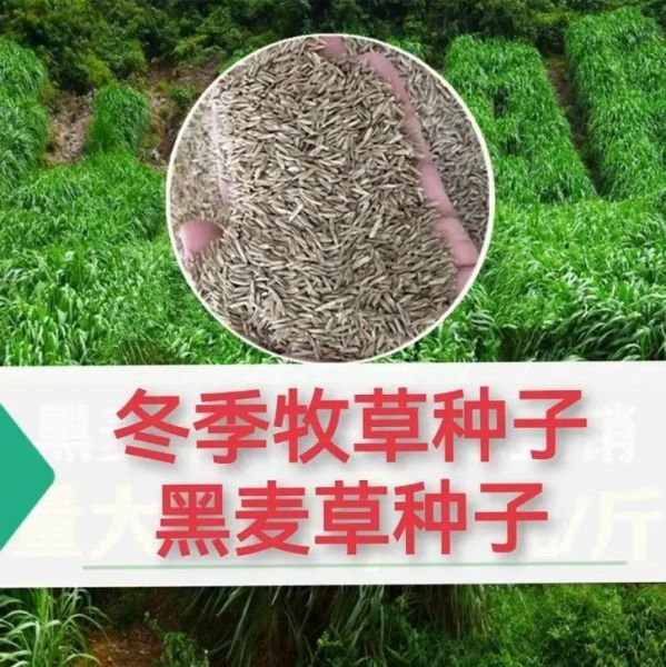 什么牧草产量最高_高产牧草品种推荐-第3张图片-山城妙识