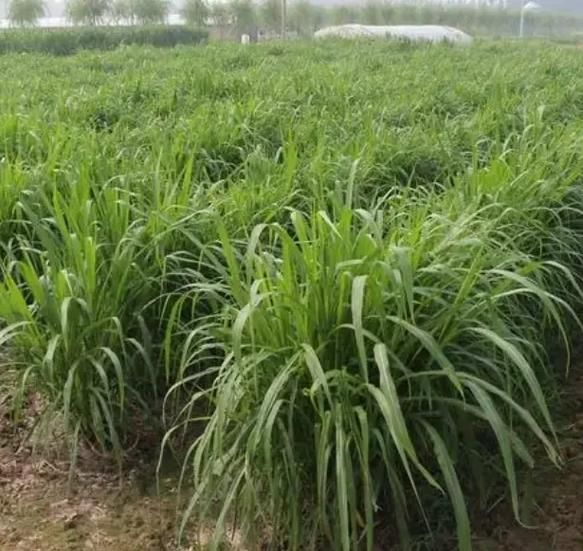 什么牧草产量最高_高产牧草品种推荐-第1张图片-山城妙识
