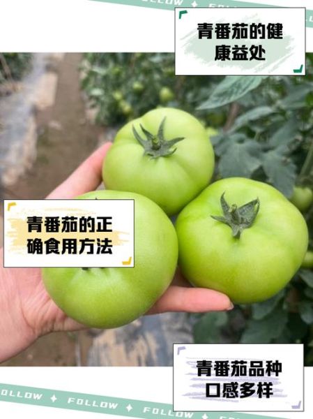 青西红柿能吃吗_青西红柿的功效与作用-第2张图片-山城妙识
